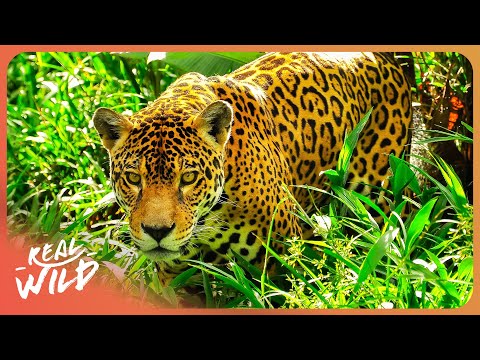 The Secret Animals In Brazil's Extreme Rainforests