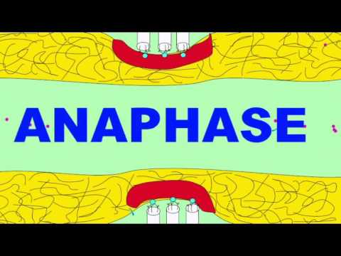 ANAPHASE IN MEIOSIS II