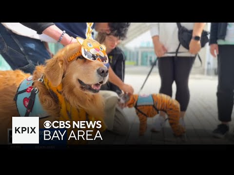 Bay Area high school enlists therapy dogs to help students cope with stress