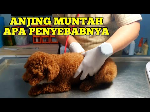 ANJING MUNTAH KUNING ‼ DIARE ASAM LAMBUNG ‼ DOKTER HEWAN SURABAYA