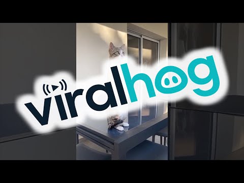 Nosy Cat Stands Up to See Over Fence || ViralHog