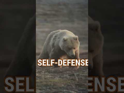 The BEST GRIZZLY BEAR Defense #shorts