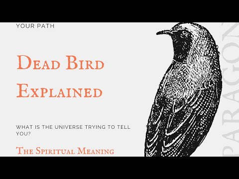 (Part 2) "What's The Meaning Of Seeing A Dead Bird On Your Path" [Explained]