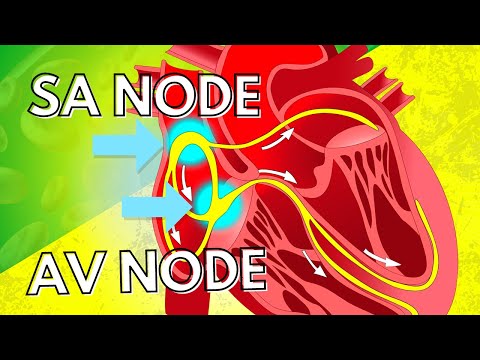The Pacemaker Potential of the SA Node and the AV Node