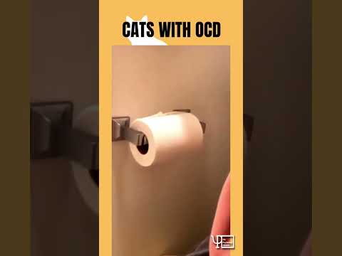 Cats can have both OCD and ADHD 🤣 Cats are so fun ❤️#cats #catlife #catlover #kitty #kitten #ocd