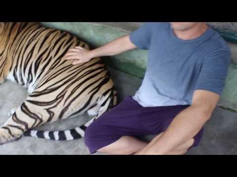 400 lb Tiger