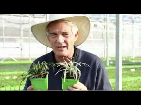 Liriope Lilyturf