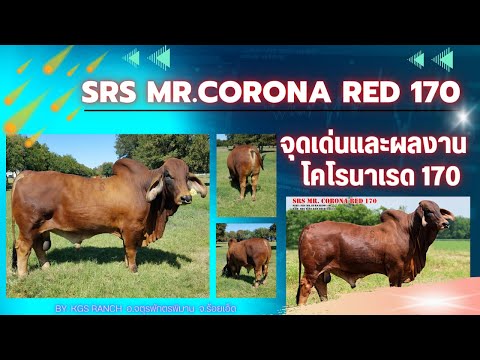 SRS Corona Red 170 จุดเด่นและผลงานในไทย