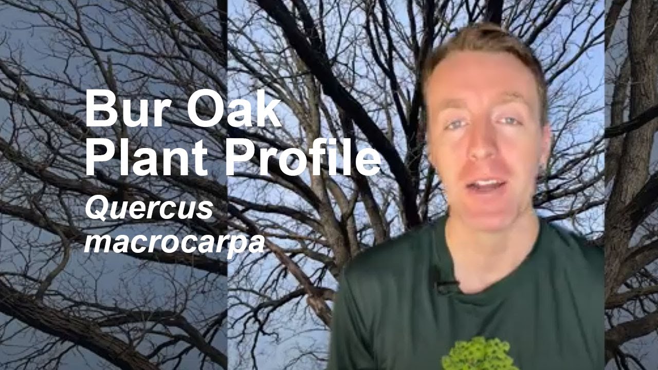 Bur Oak (Quercus macrocarpa) Plant Profile