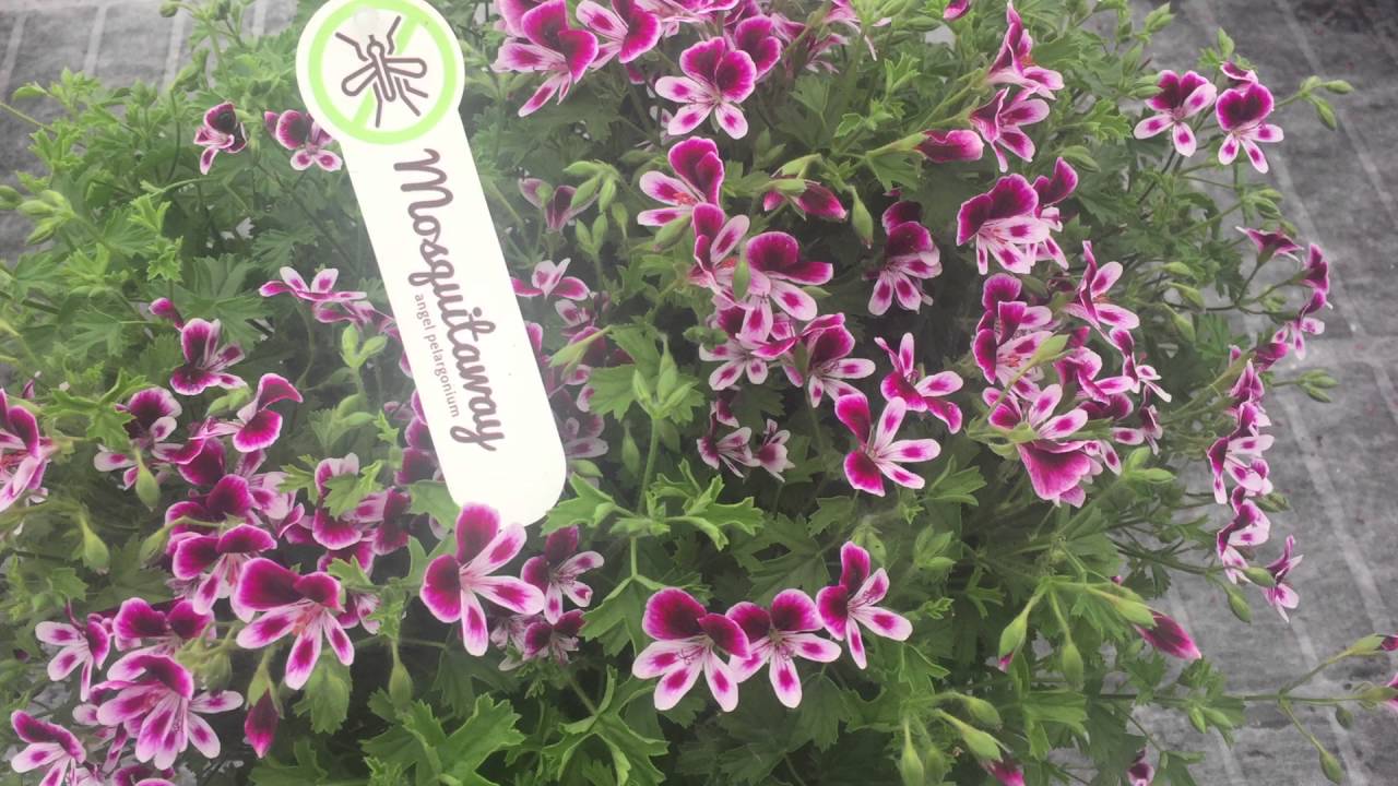 Mosquitaway Eva - Angel Pelargonium