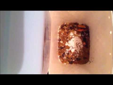 Dermestids Canada Mealworm Timelapses 2017 2019 #15,000 68