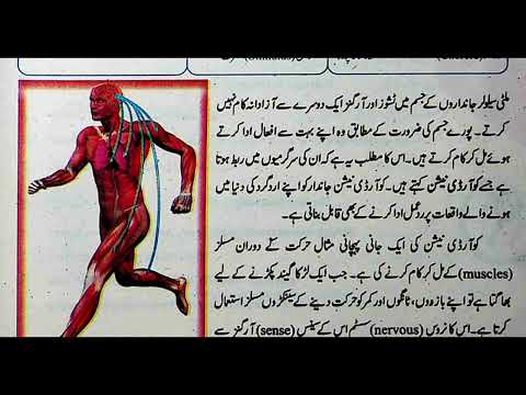 Coordination and Control in Urdu Class 10 Biology Chapter 12