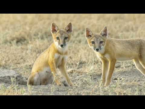 Mangelsen Last Great Wild Places Slideshow