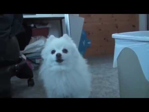 Iron Dog.mp4