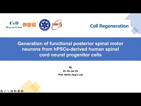Generate functional posterior spinal motor neurons from human spinal cord neural progenitor cells