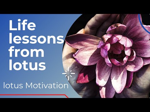 Be like a lotus | Lotus flower meaning | Life lesson from lotus | Lotus flower Symbolism.