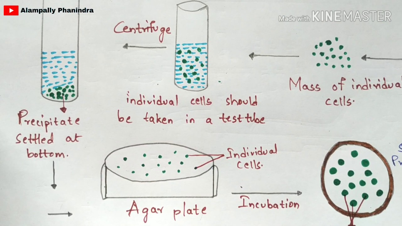 Cell suspension culture | Technique involved | Notes | Procedure | Bioreactor | Bio science