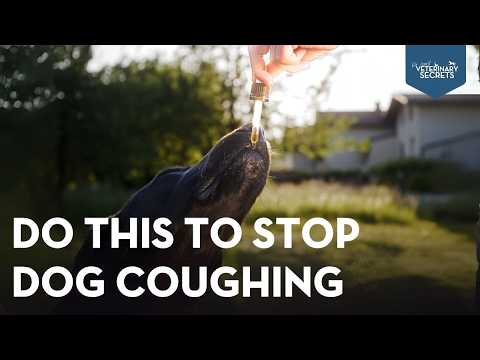 Can't Stop Coughing? Try These New Tricks to Help Your Dog Feel Better!