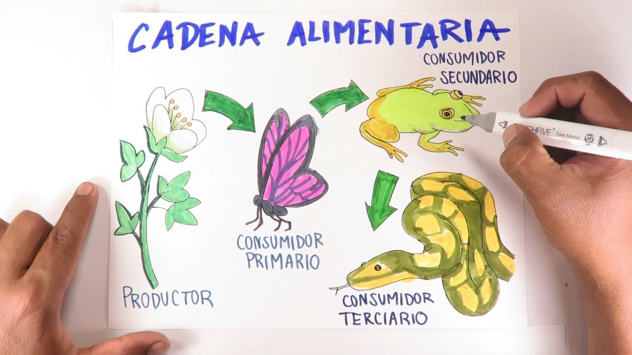 Aprende a dibujar una Cadena trófica / Alimentaria paso a paso