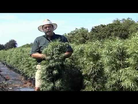 Podocarpus Care Instructions