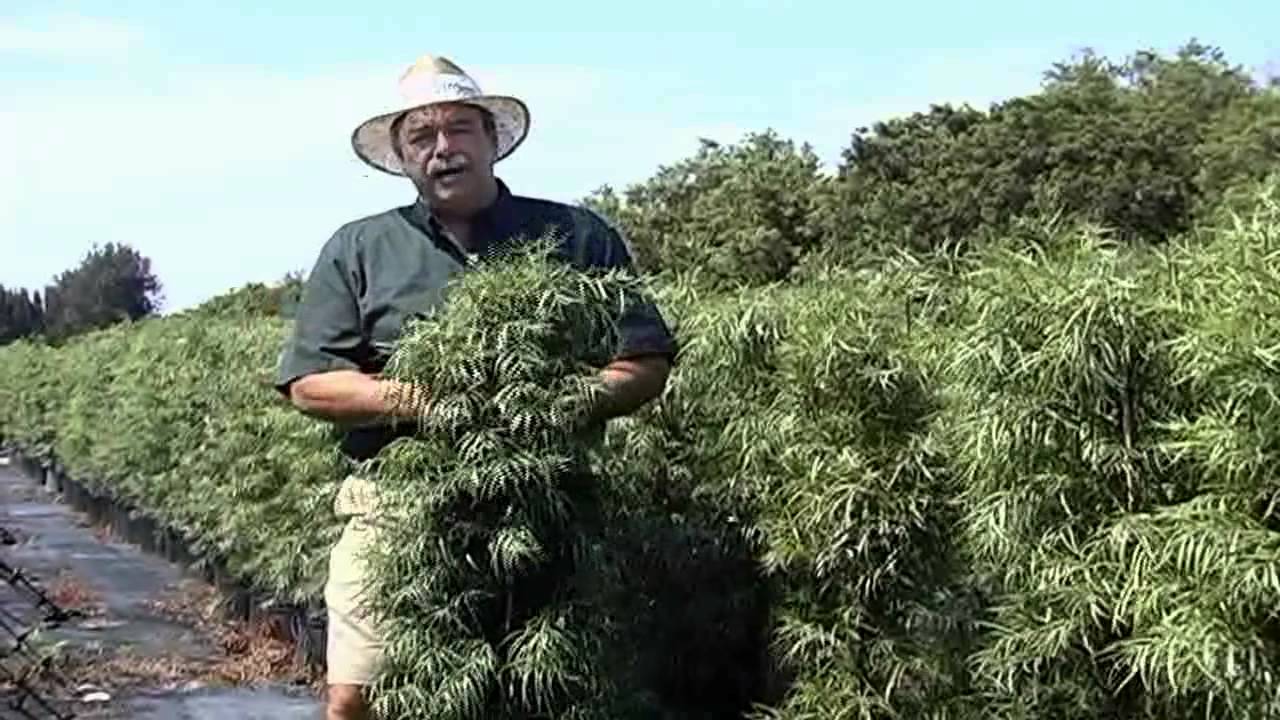 Podocarpus Care Instructions