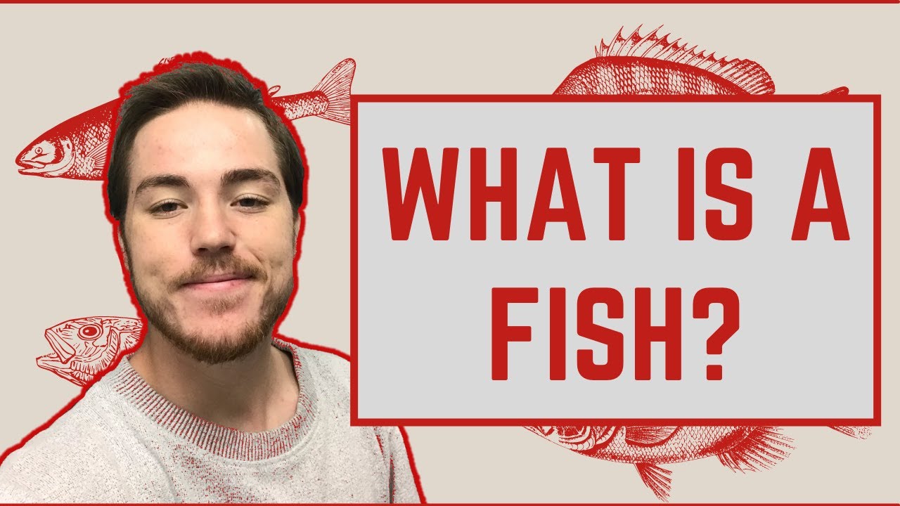 Ichthyology Lesson 1 - What Is A Fish?