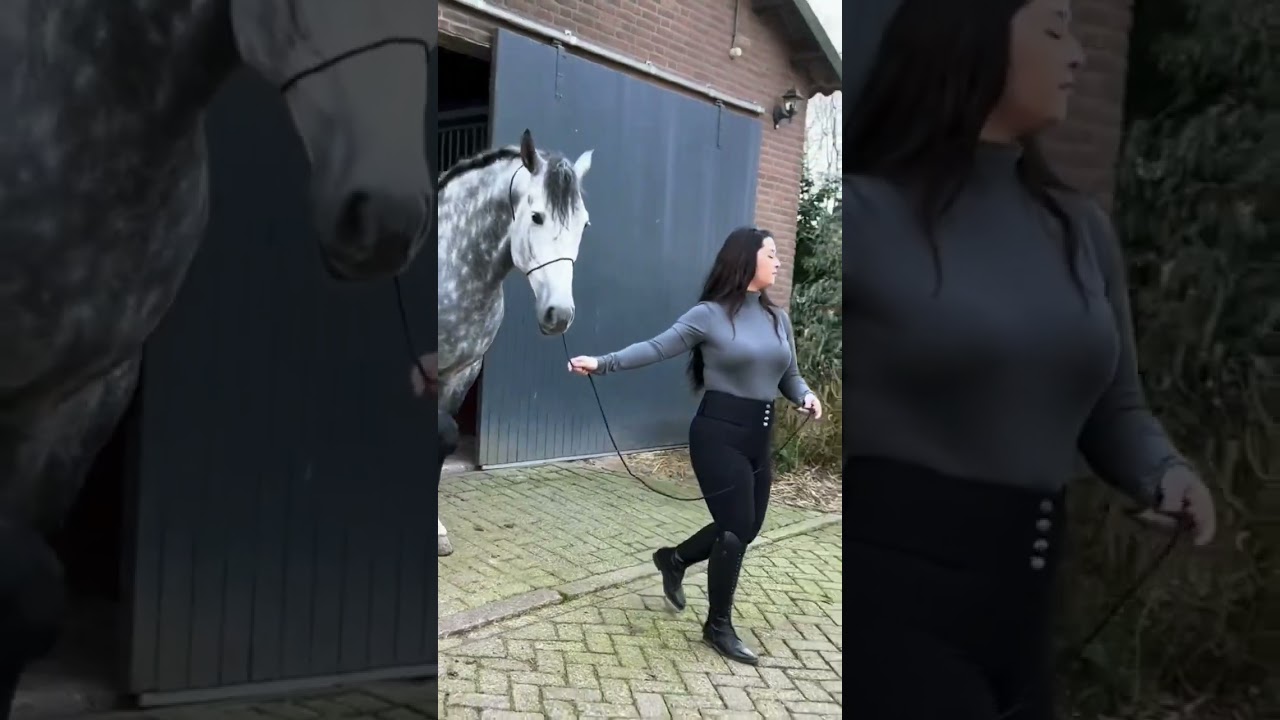 Beautiful Grey Horse