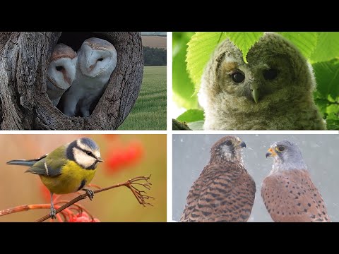 My Yorkshire Year | Discover Wildlife | Robert E Fuller
