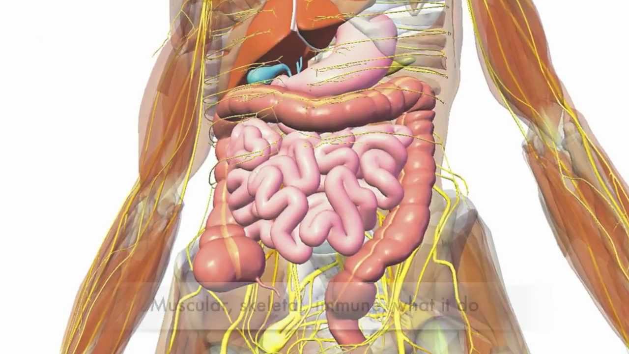 So Many Systems - Human Body Systems Rap