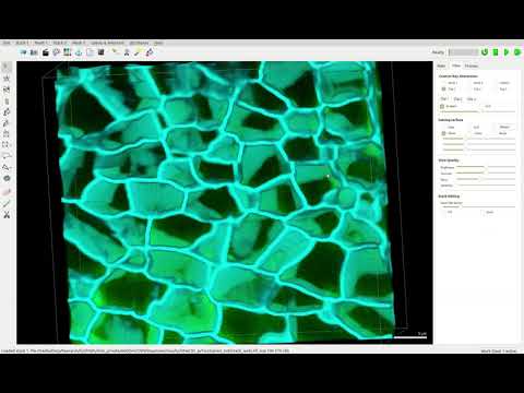 Deep MGX – MorphoGraphX