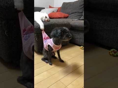 😾The Most HILARIOUS Cats Vs Dogs! 🐶
