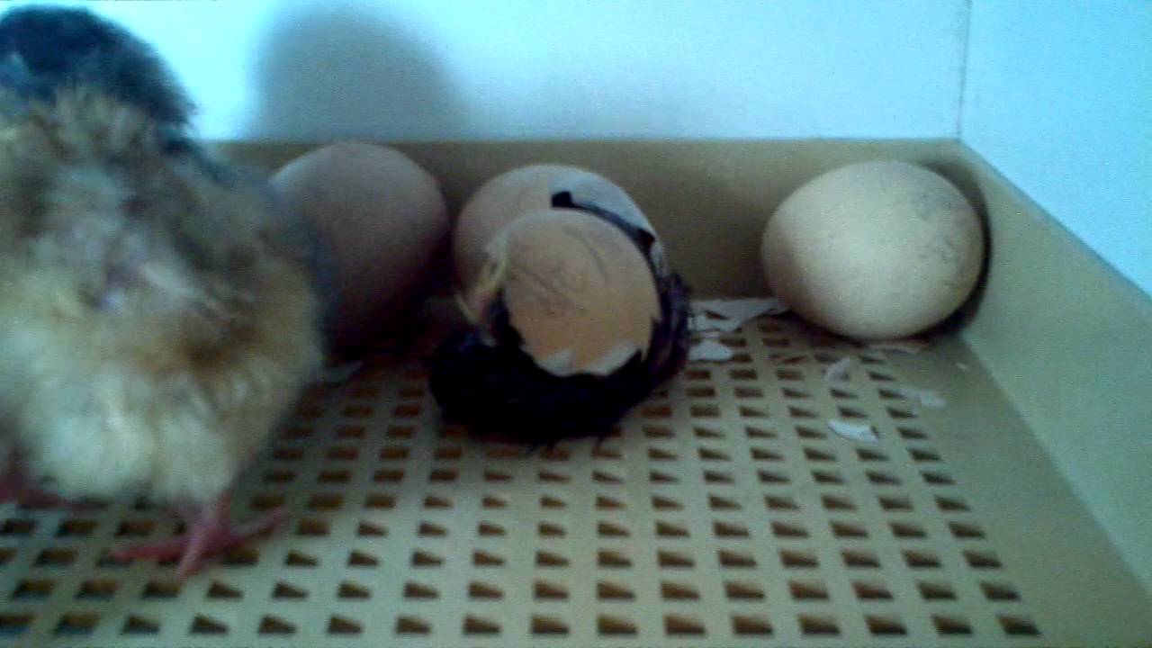 Silver Laced Wyandotte chick hatching.mp4