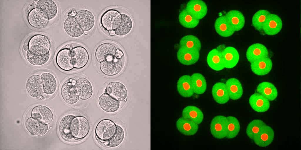 Early embryonic development of mouse