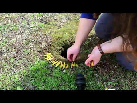 COS Home Edition: Art in Nature