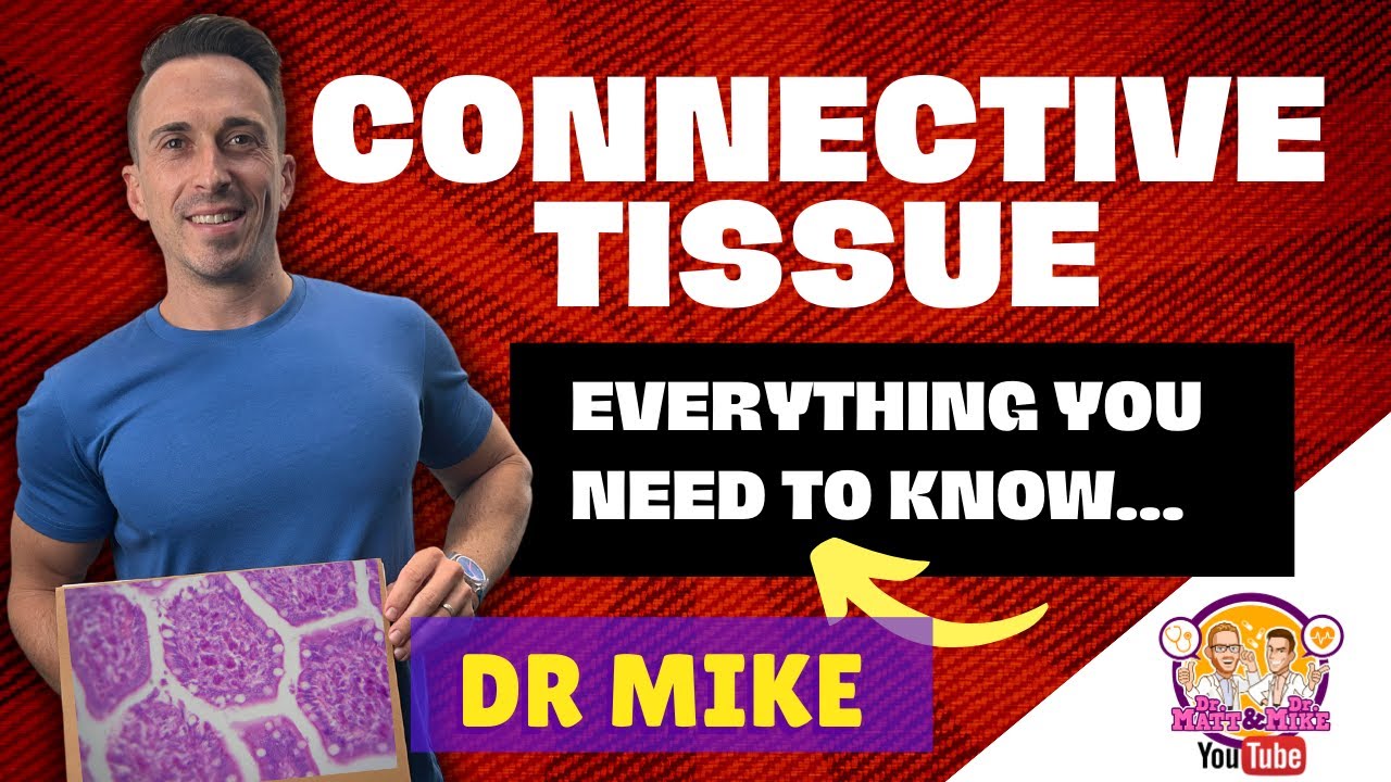 Why Is Connective Tissue Important EN General why-is-connective-tissue-important-en-general
