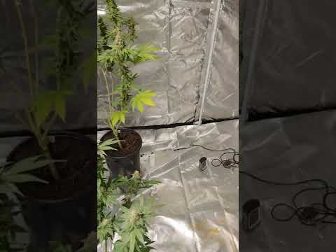 Tiger Tail strain (Bodhi seeds) 5 phenos