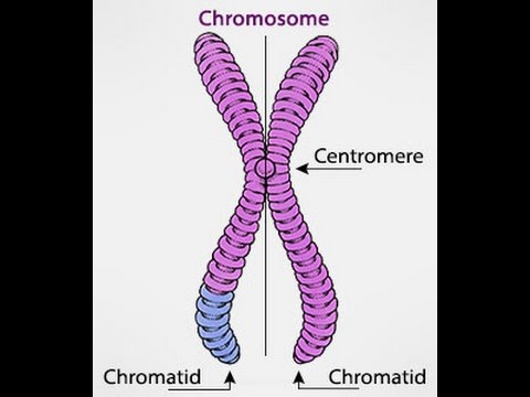 Chromosomes Vs Chromatids