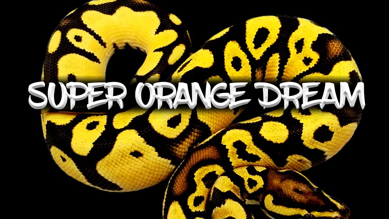 The Amazing Potential of the 'Super Orange Dream' Ball Python!