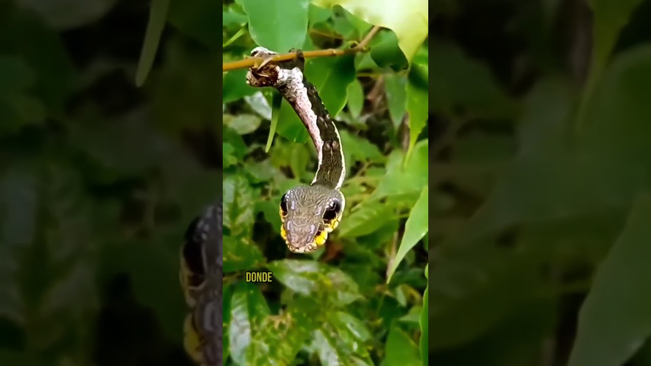 Snake-mimicking larva | Batesian mimicry