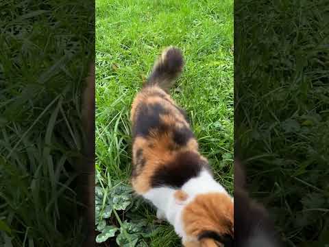 Are Calico and Tortoiseshell Cats the same?...#shorts
