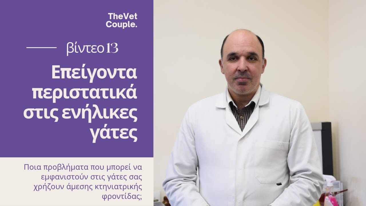 Επείγοντα περιστατικά στις ενήλικες γάτες - TheVetCouple