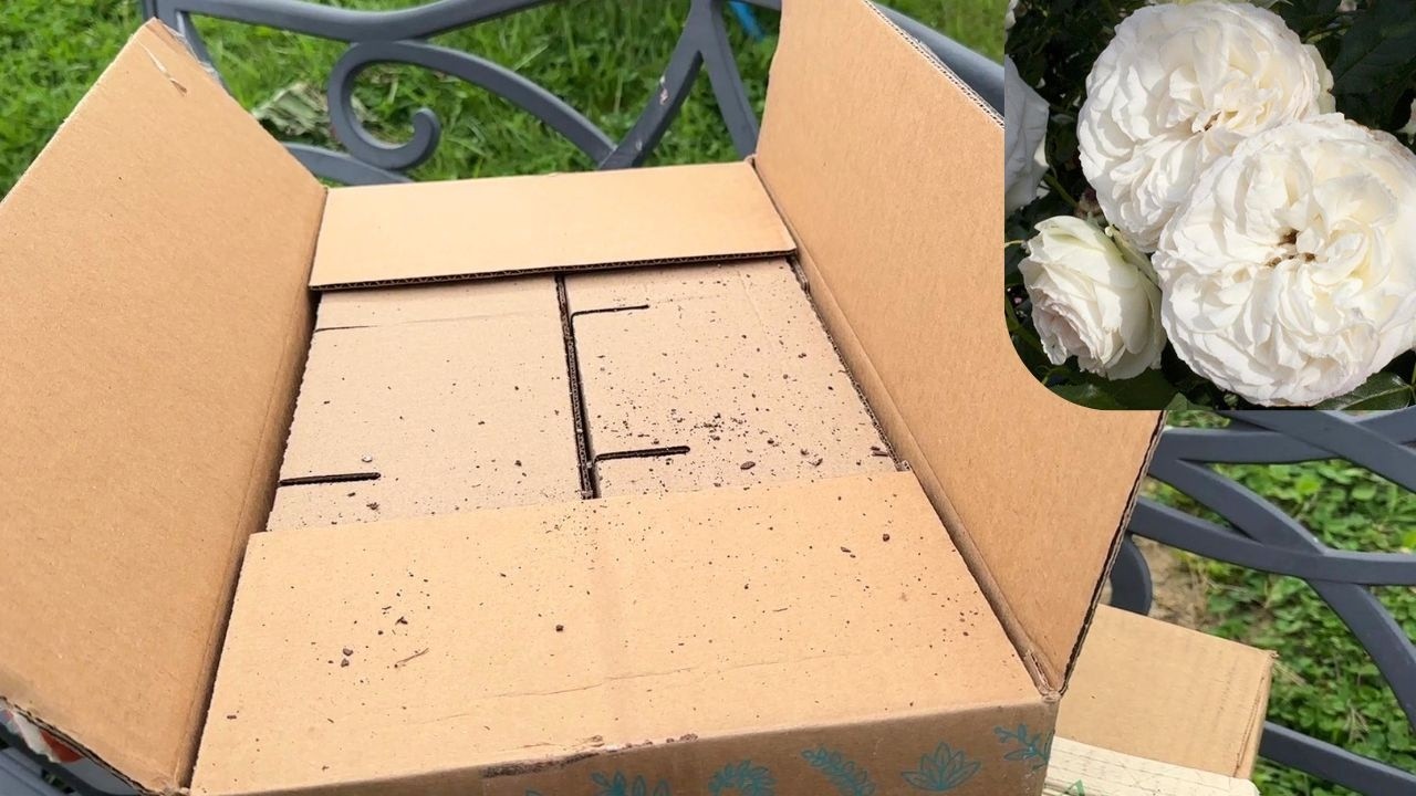 I bought 4 White Eden Climbing Roses from Great Garden Plants