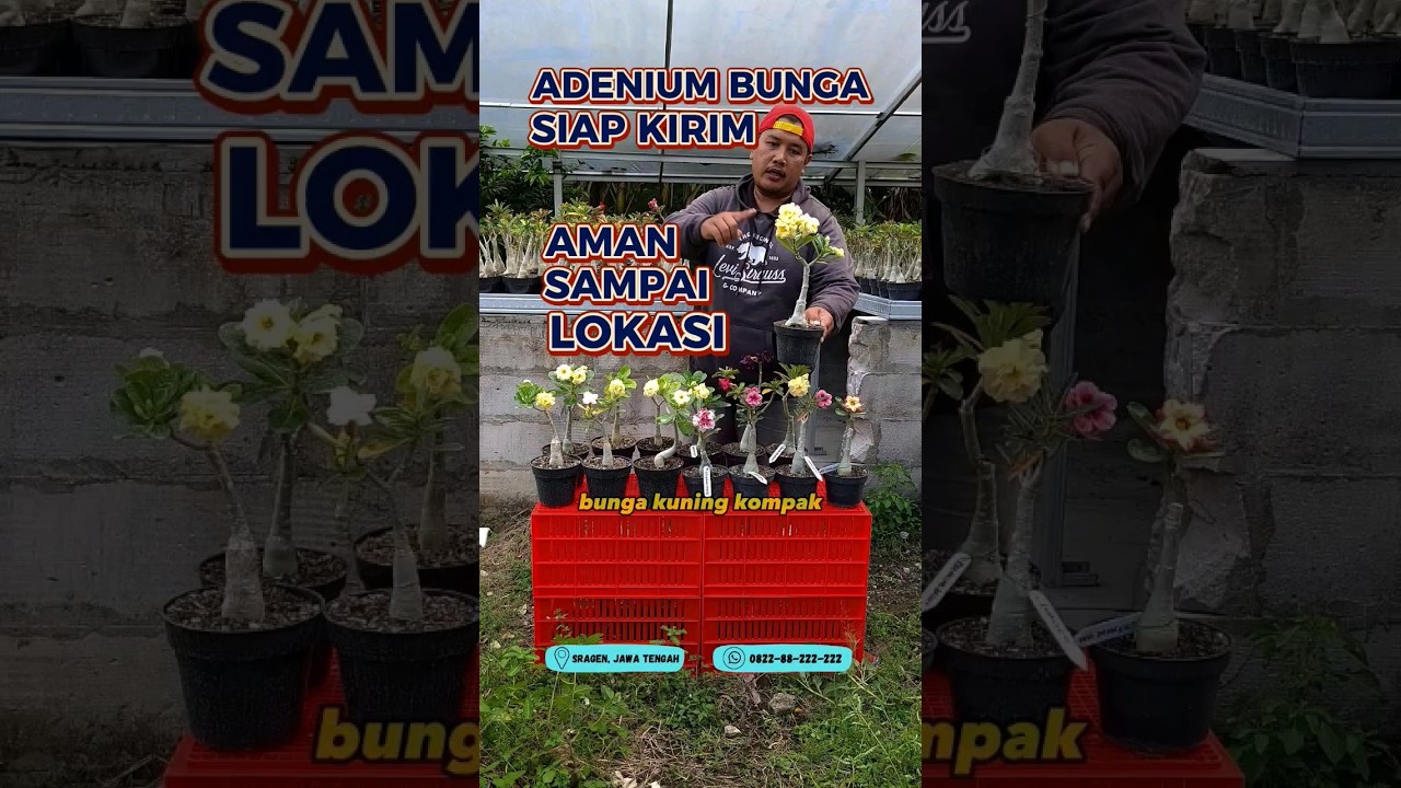 READY TO SHIP‼️ ADENIUM FLOWERS, REAL BLOOMING, CAN BE PICKED UP DIRECTLY AT THE LOCATION #orname...