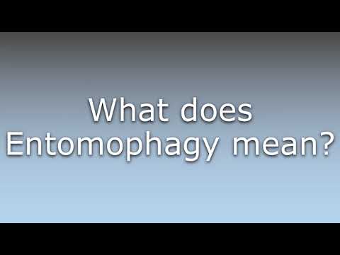 What does Entomophagy mean?