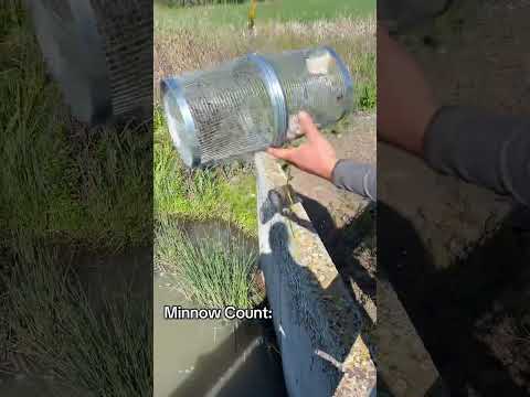 Setting traps for Wilson #jesus #largemouthbass #fishingvideo #minnowtrapping #minnow #minnows