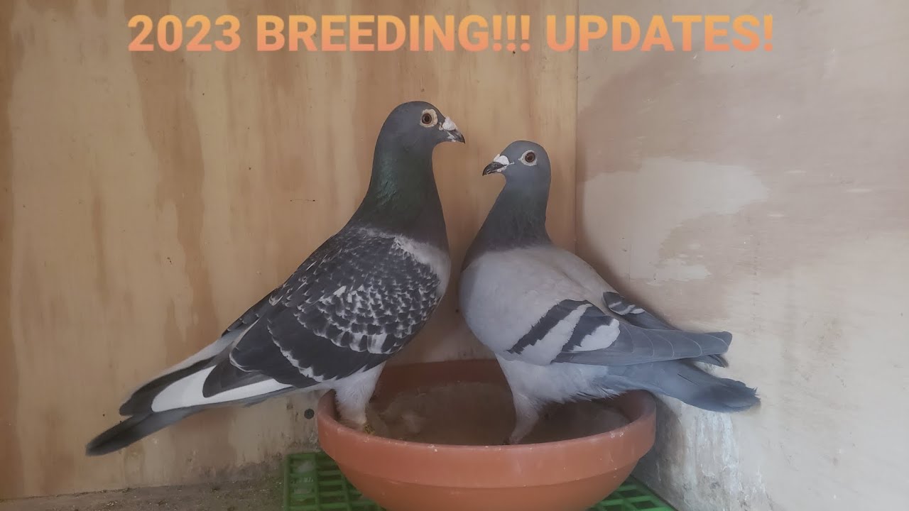 2023 BREEDING UPDATE! Why haven't I posted in so long?