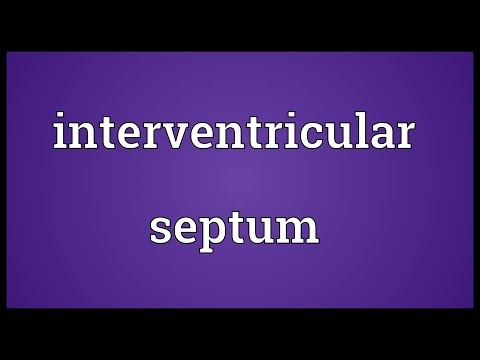 Interventricular septum Meaning