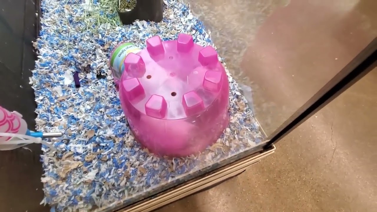 EXPLORING PETSMART ! ANIMAL FRIENDS EVERYWHERE!