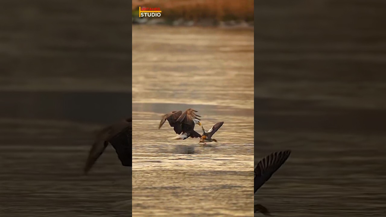 Bald Eagle Catches a Duck