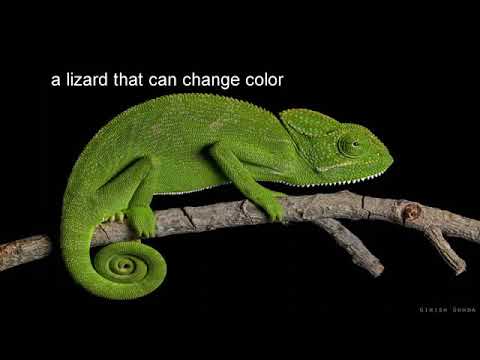 chameleon meaning | Vocabulary for Kids | Children's Dictionary | Learn English Vocabulary